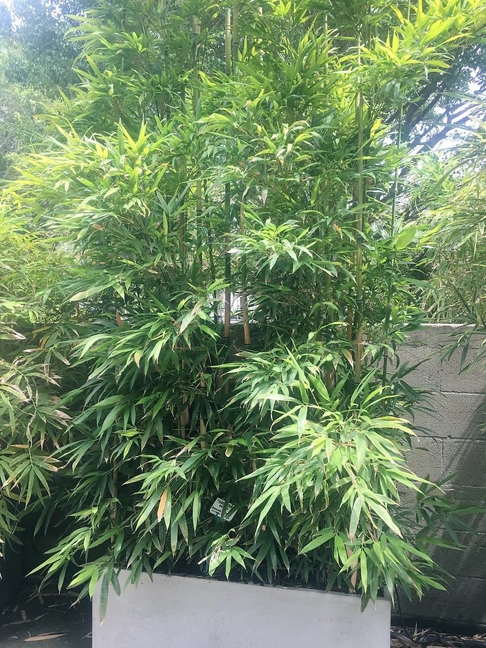 Temple Green Sinobambusa tootsik 330mm | BAMBOO ONLINE