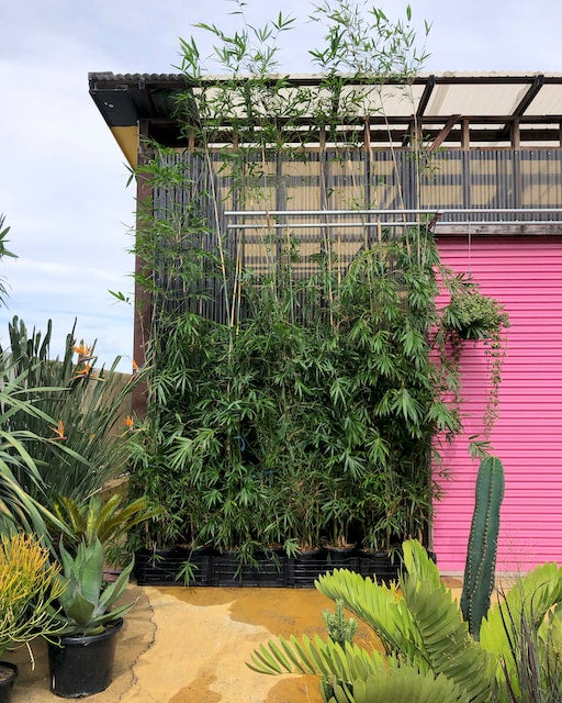 Bambusa Textilis Gracilis Slender Weavers 4m tall | BAMBOO ONLINE