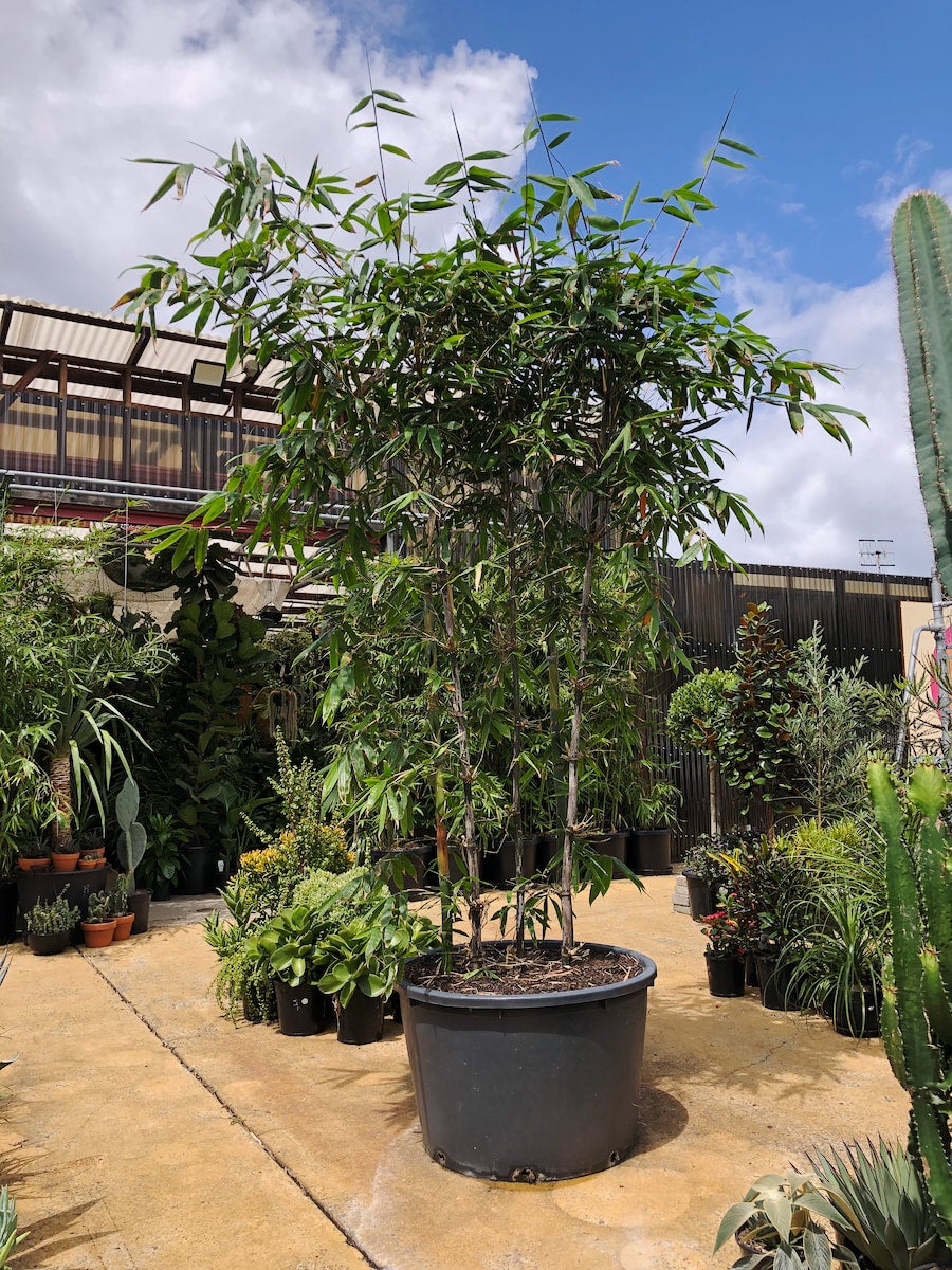 Bambusa Oldhamii 200mm | BAMBOO ONLINE