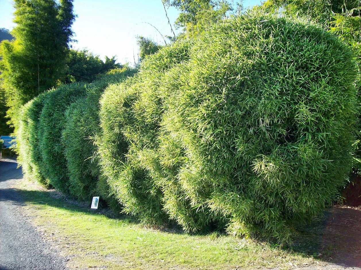 Bambusa heterostachya ‘Variegata’ Malay Dwarf Variegated | BAMBOO ONLINE