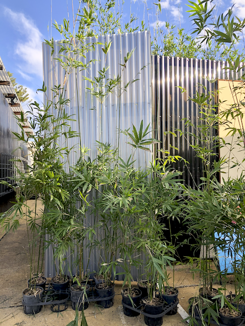 Bambusa Textilis Gracilis Slender Weavers 2m tall | BAMBOO ONLINE